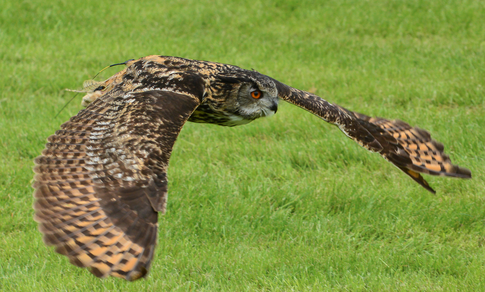 Fife Show 2025 – Fife Show