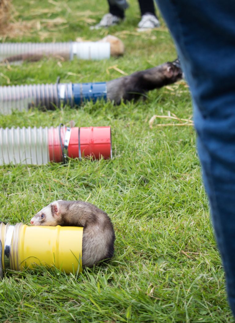 Fife Show 2025 – Fife Show